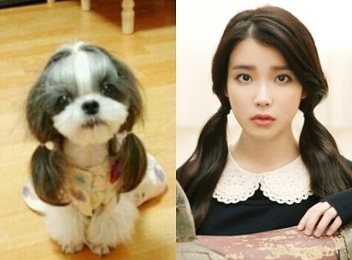 Here’s a Puppy That Looks Like IU