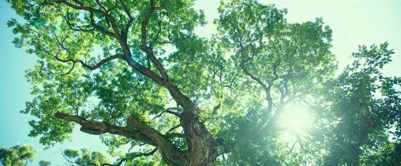 When You Need A Breath Of Country Air: Reasons To Watch “Little Forest ...