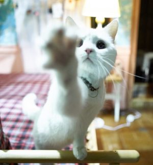 “Meow The Secret Boy” Cast Poses For Sweet Behind-The-Scenes Photos ...