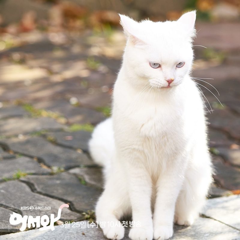 What To Look Forward To Ahead Of Today’s Premiere Of “Meow The Secret ...