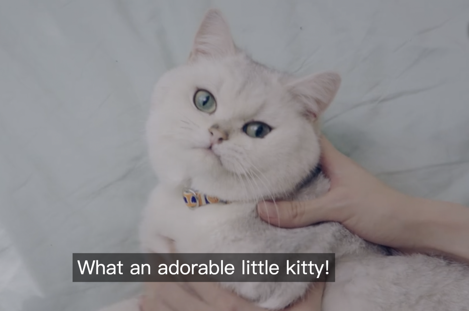 Calling All Cat Lovers: 4 Reasons To Start Watching “Accidentally Meow ...